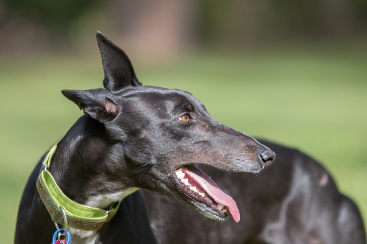 Healthy Holistic Animals - Two Part Series Webinar - Nature's Heart