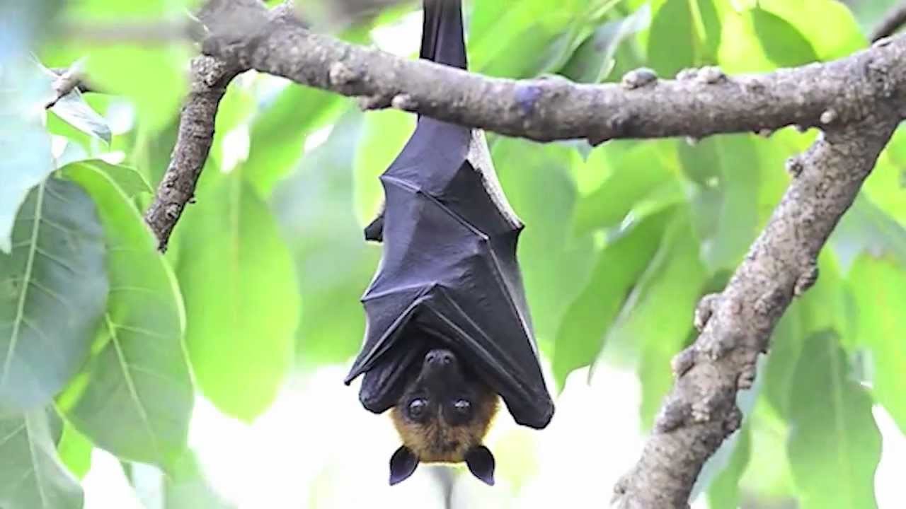 The Spirit of Bat - Nature's Heart